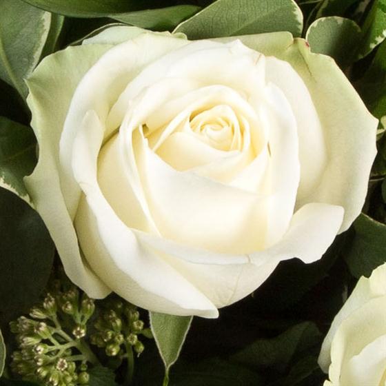Dozen Long Stemmed White Roses