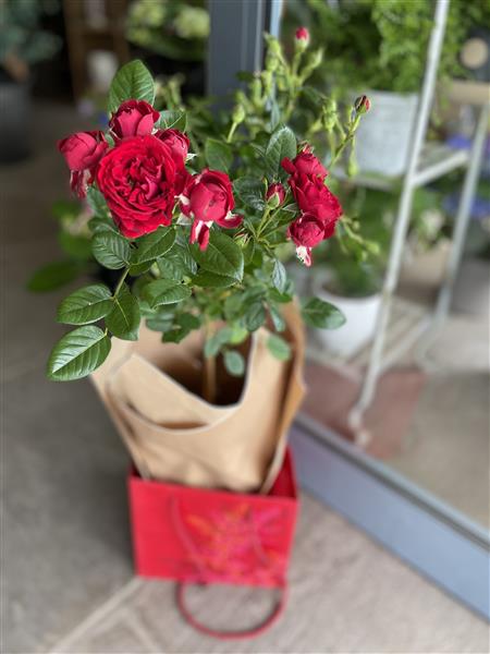 Standard Rose Bush